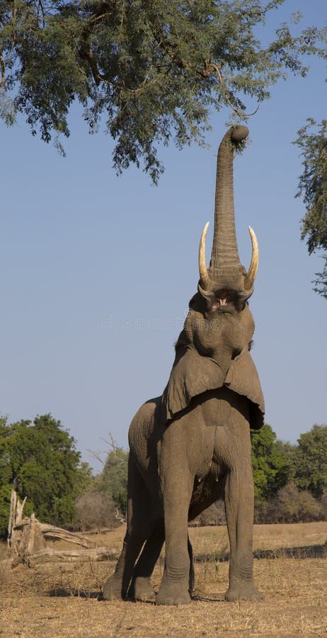 4,458 Elephant Trunk Up Stock Photos - Free & Royalty-Free Stock Photos ...