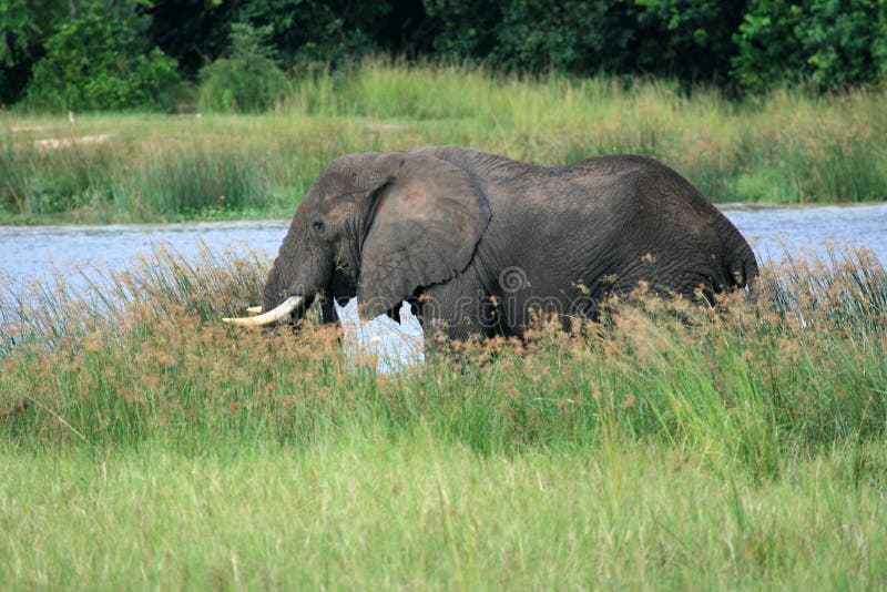 African Elephant, Uganda, Africa Stock Image - Image of african, area ...