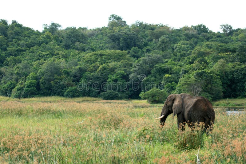 African Elephant, Uganda, Africa Stock Photo - Image of falls, park ...