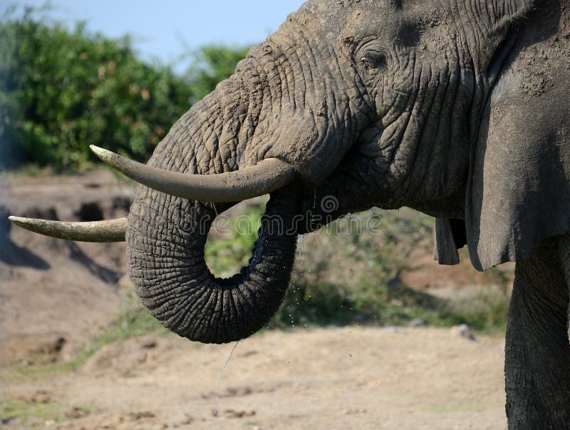 African Elephant in Uganda on the Nile River Stock Photo - Image of ...