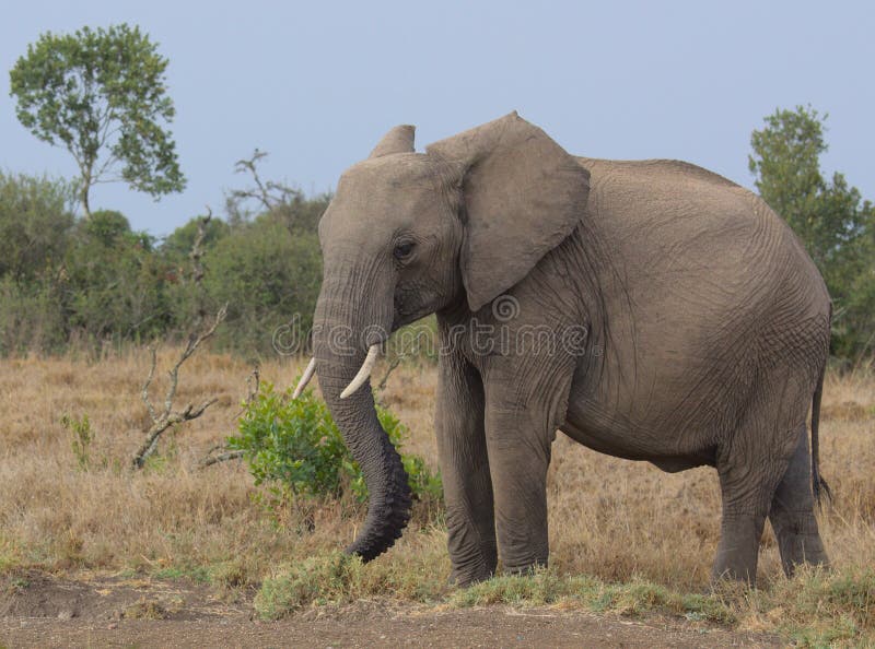 African Elephant Raises Trunk To Smell the Air and As If To Say Hello ...