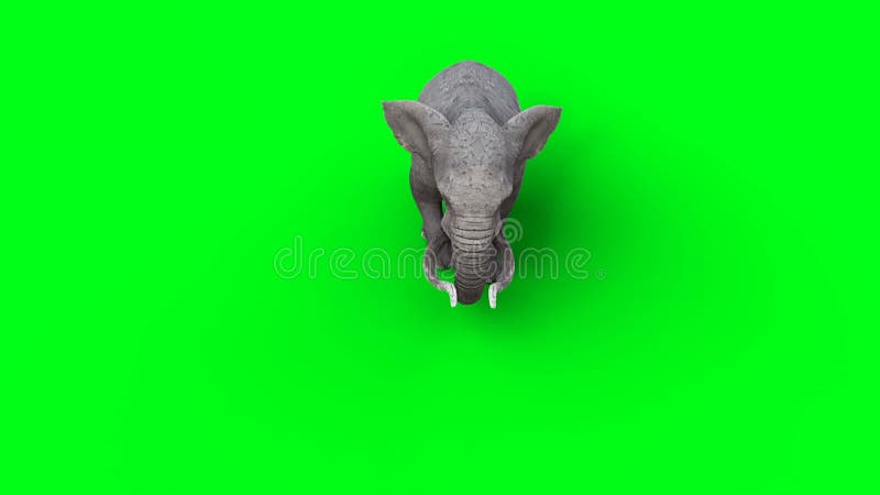 African Elephant Walk. Green Screen 4k. Stock Video - Video of kenya ...