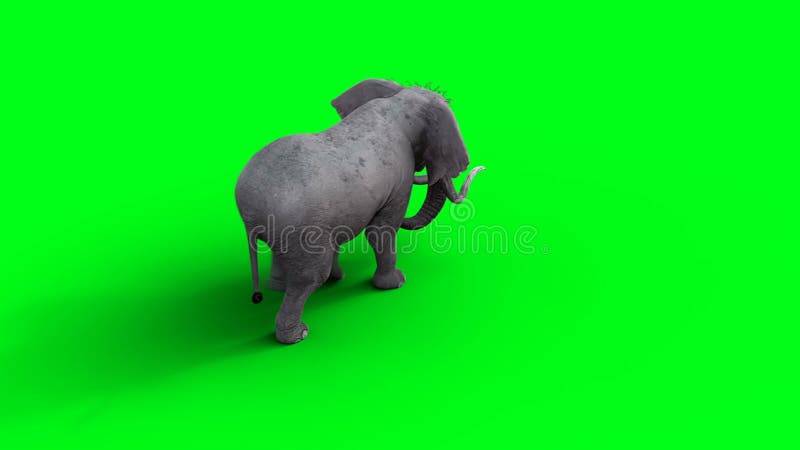 African Elephant Walk. Green Screen 4k. Stock Footage - Video of ...