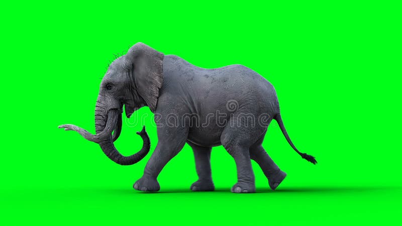 African Elephant Walk. Green Screen 4k. Stock Footage - Video of lounge ...