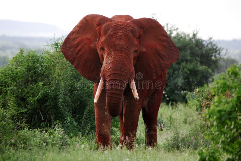 African elephant stock photo. Image of pasture, cute - 62891502