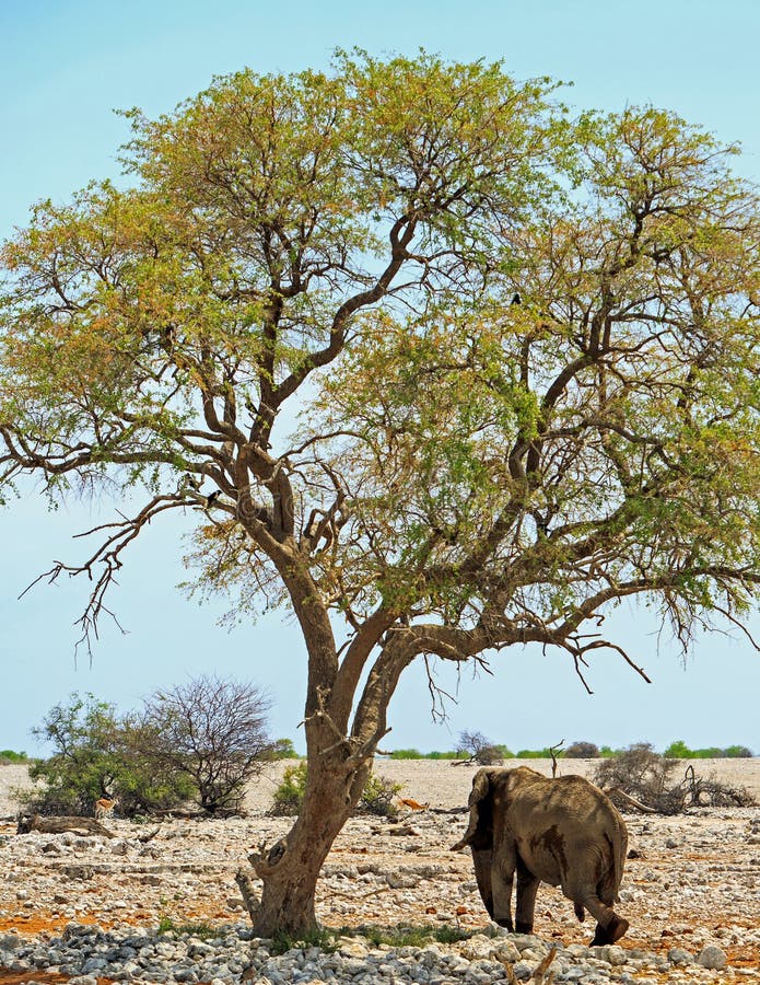 Tall Lush Tree with an Elephant Standing Below Stock Image - Image of ...