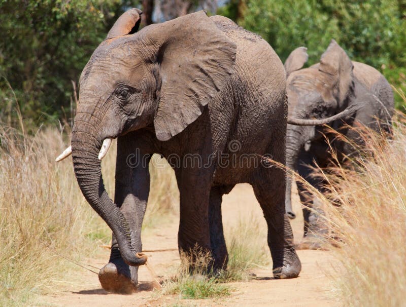 African Elephant Walking Past Stock Photo - Image of trunk, largest ...