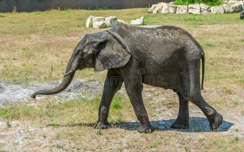 African Elephant Walking on a Plain. Stock Image - Image of running ...