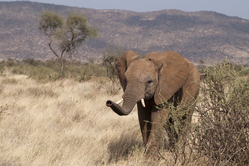 African Elephant stock photo. Image of grass, trunk, large - 36108842