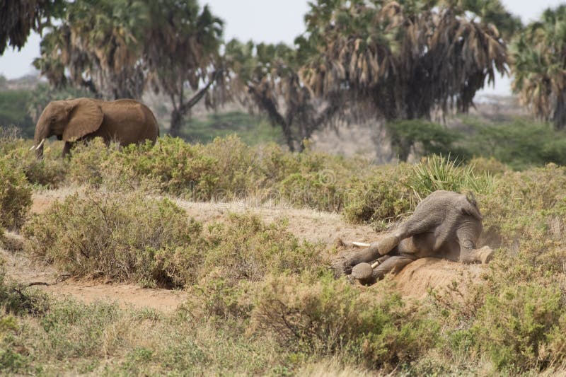 African Elephant stock photo. Image of elephant, ears - 36109044