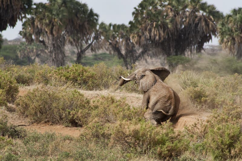 African Elephant stock image. Image of grassland, ecosystem - 36109103