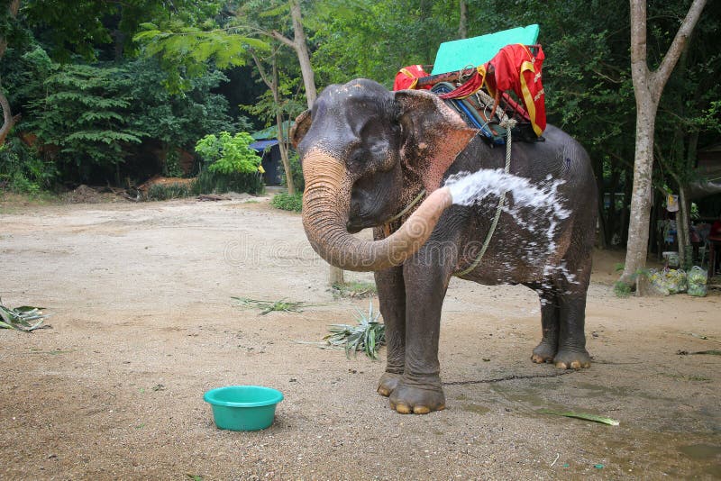 Elephant stock image. Image of centre, mammal, pleasant - 108099493