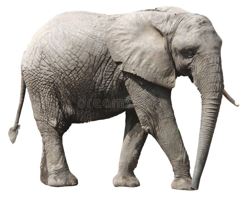 Super Big Beast Stock Photos - Free & Royalty-Free Stock Photos from ...