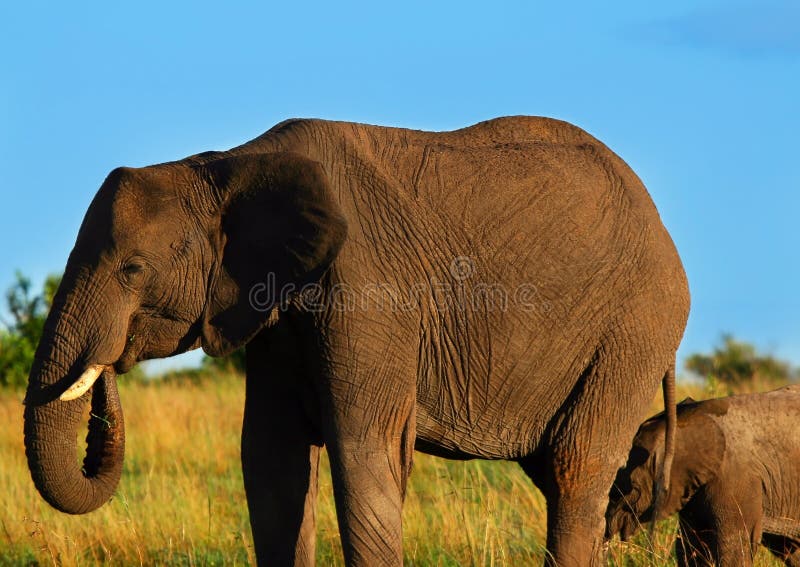 Elephant in the wild stock image. Image of grazing, african - 11400503