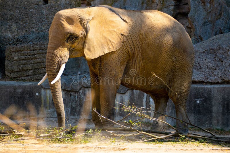 African Elephant at the Zoo Stock Photo - Image of outdoors, african ...