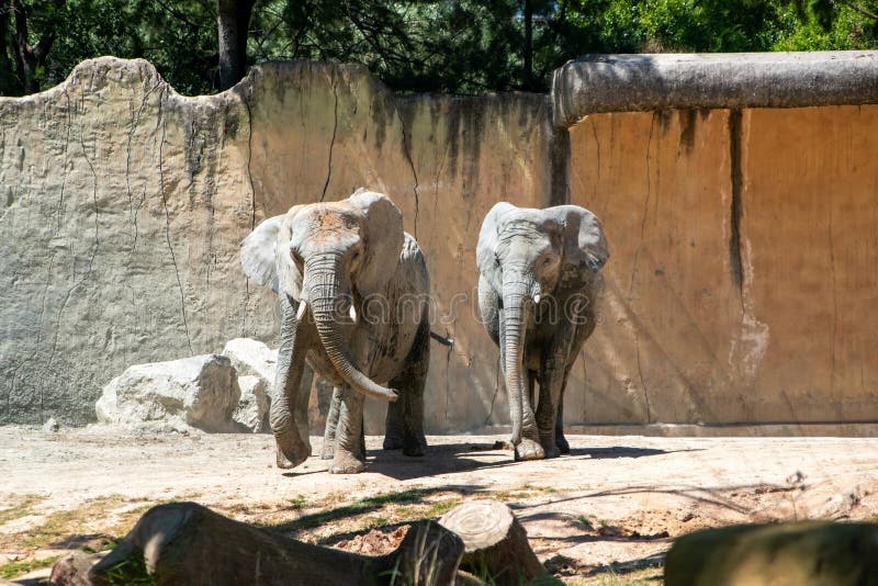 African Elephant in the Zoo. African Elephant Stock Image - Image of ...
