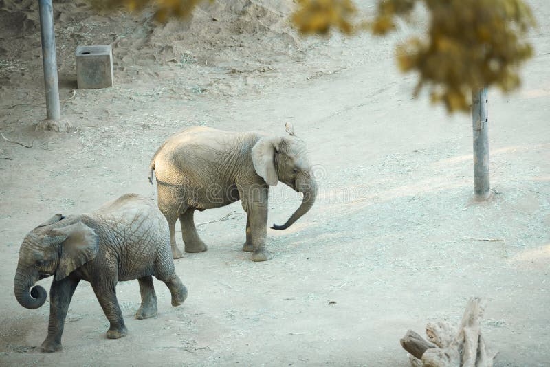 African elephant at zoo stock photo. Image of fence - 254813894