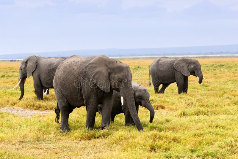 Elephants Stampede in the Dust. Stock Image - Image of savannah, park ...