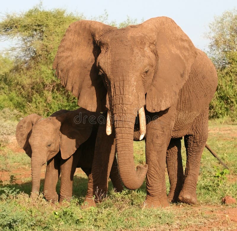 African elephants stock photo. Image of africa, elephant - 27428708