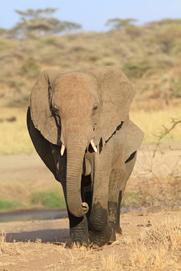 The African elephants stock photo. Image of prickly, place - 85790208