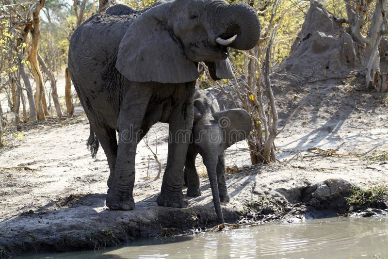 African Mum & Baby Elephant Drinking on the Plains Stock Image - Image ...