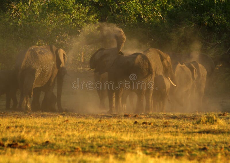 Elephants in dust stock image. Image of namibia, commotion - 14895627
