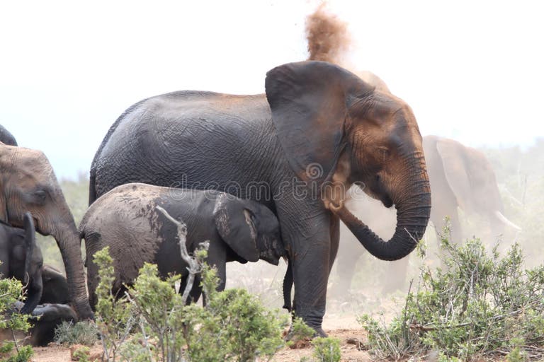 African Elephants Dusting stock image. Image of south - 12335687