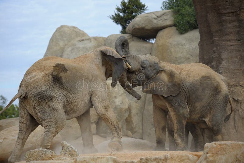 African Elephants Fighting - Botswana Stock Image - Image of africana ...