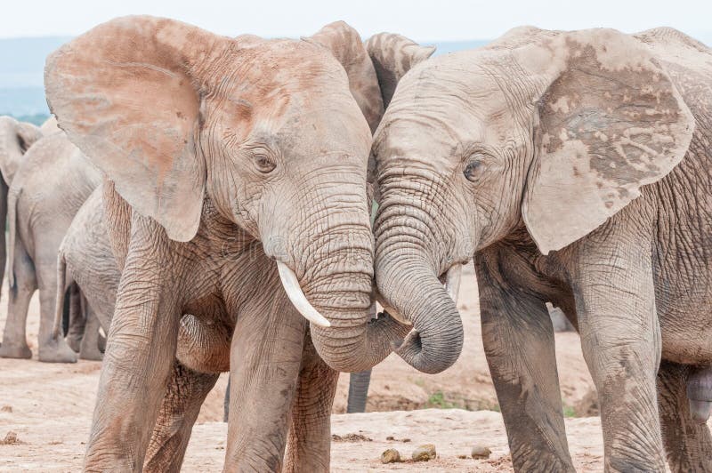 Elephants interacting stock image. Image of mammal, communicate - 24186001