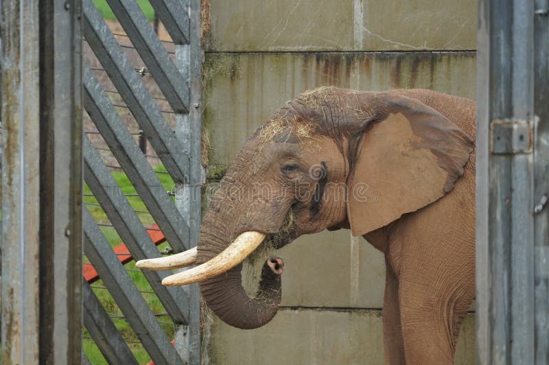 African Elephants Looking Out Stock Image - Image of african, cute ...