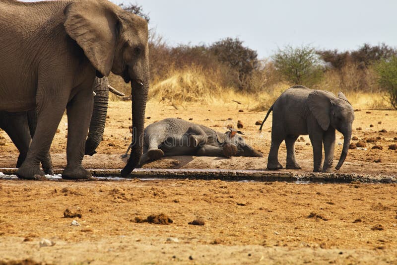 Elephants Lying on Its Side. Stock Photo - Image of camp, grey: 63213800