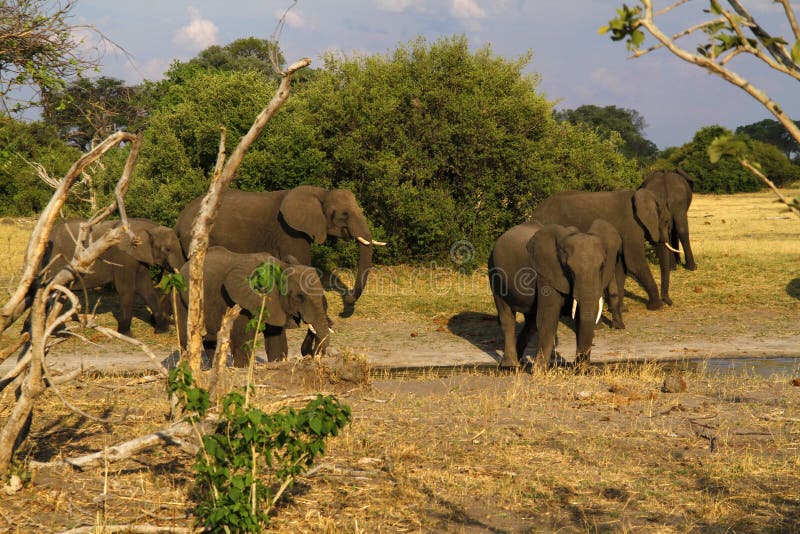 African Elephants Marching on the Plains Stock Image - Image of inlet ...