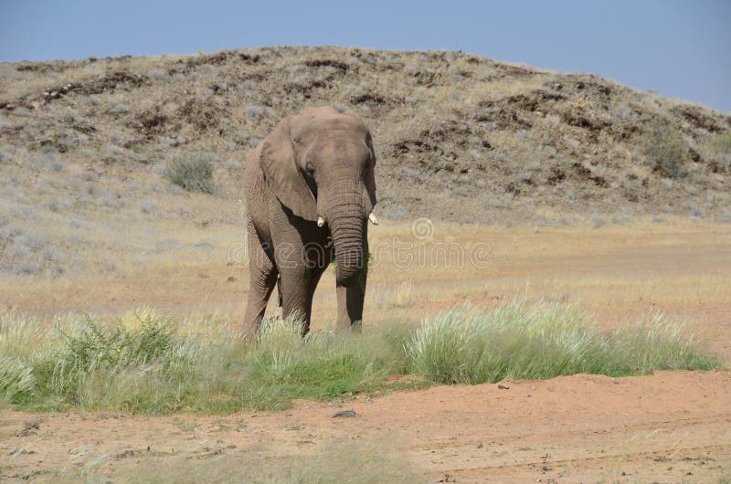 African elephants, Namibia stock image. Image of habitat - 59942471