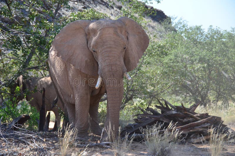 African elephants, Namibia stock image. Image of gray - 59942841