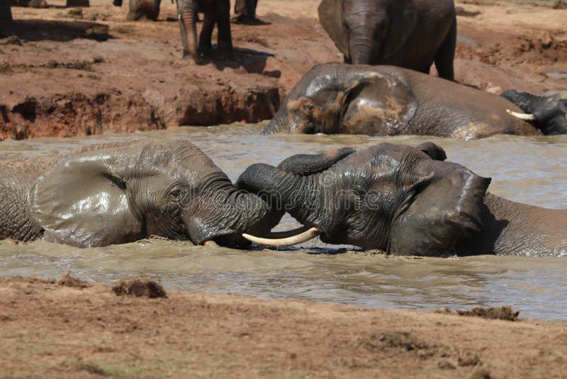 Elephants stock photo. Image of life, pool, bull, elephant - 165470492