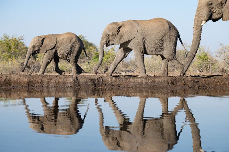 African Elephants Reflected in a Water Hole Stock Photo - Image of ...
