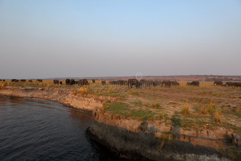 African Elephants in the Savannah Stock Image - Image of savannah ...