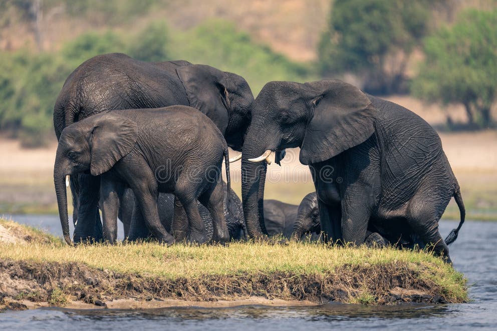 African Elephants Stand on Island in River Stock Image - Image of water ...