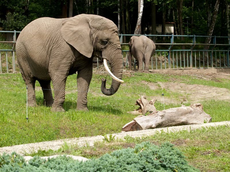 The African Elephants in a Zoo Stock Photo - Image of africana, savanna ...