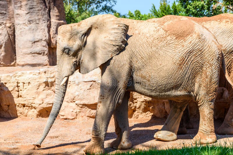 African Elephants in Zoo stock image. Image of playing - 83211869