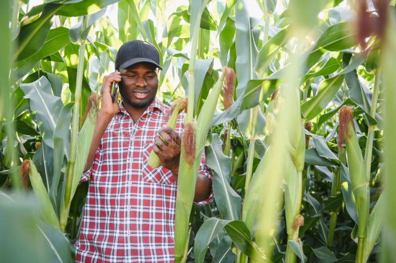 African Farmer Stand in the Corn Plantation Field Stock Image - Image ...