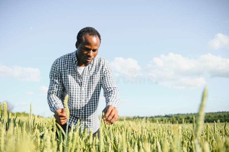 African Farmer is Standing in His Growing Wheat Field. he is Satisfied ...