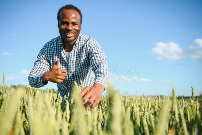 African Farmer is Standing in His Growing Wheat Field. he is Satisfied ...