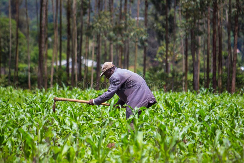African farmer editorial stock photo. Image of planting - 18282093