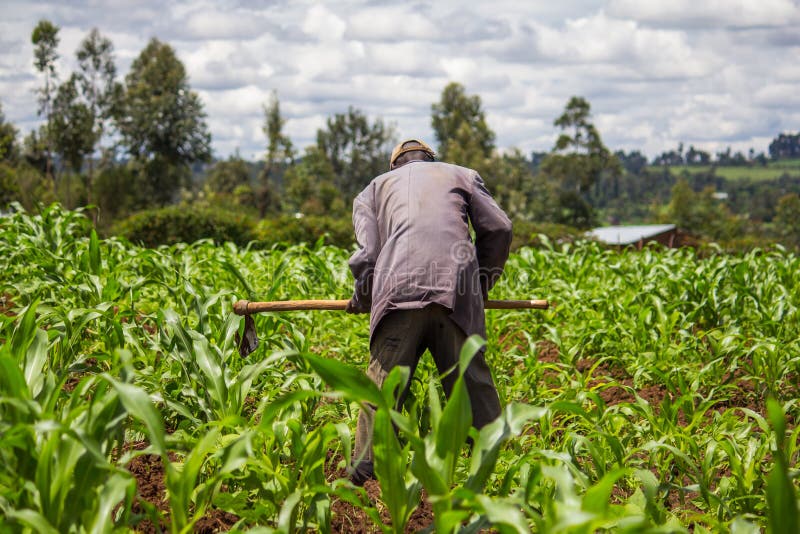 African Farmer Weeding editorial stock image. Image of rural - 54386789