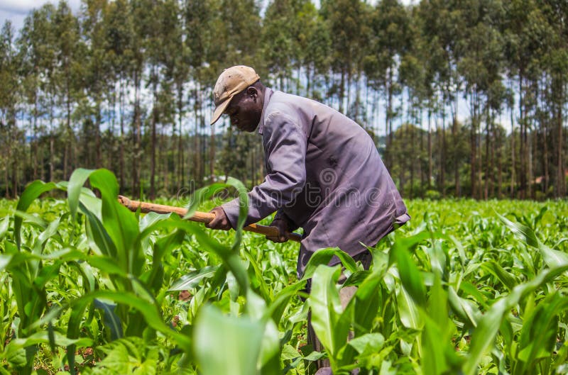 African Farmer Weeding editorial stock image. Image of rural - 54386789