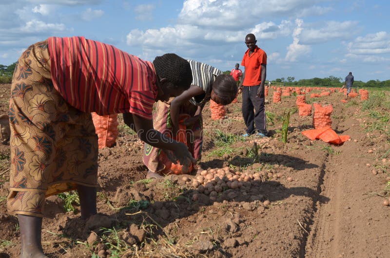 African farmers editorial image. Image of picked, legs - 22985200