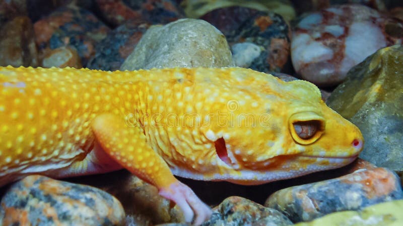African Fat-tailed Gecko (Hemitheconyx Caudicinctus Stock Image - Image ...