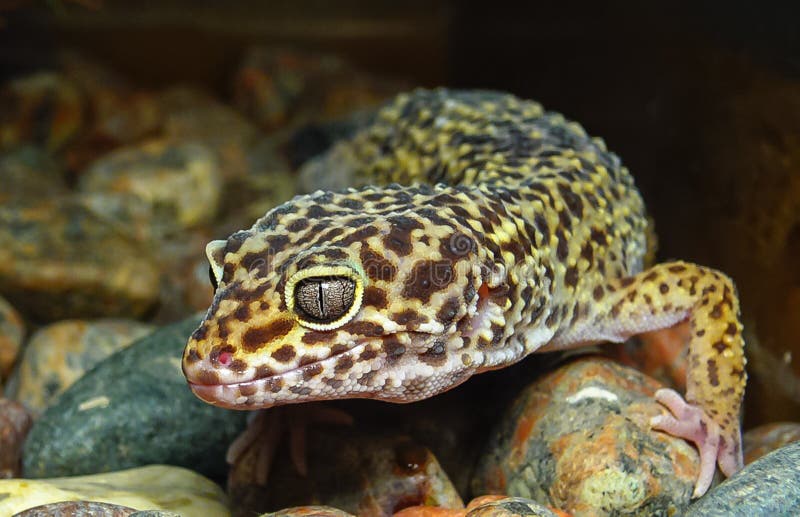 African Fat-tailed Gecko (Hemitheconyx Caudicinctus Stock Photo - Image ...