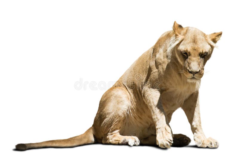 African female lion stock photo. Image of nature, endangered - 42719358
